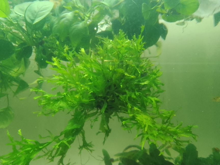 Аквариумное растение