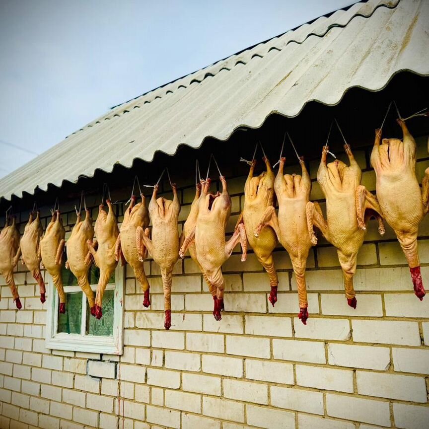 Продаю гусей