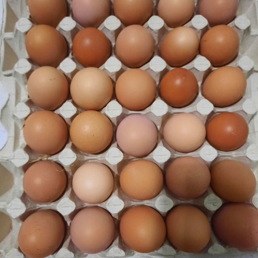 Пищевое яйцо домашних курочек. инкубационное яйцо