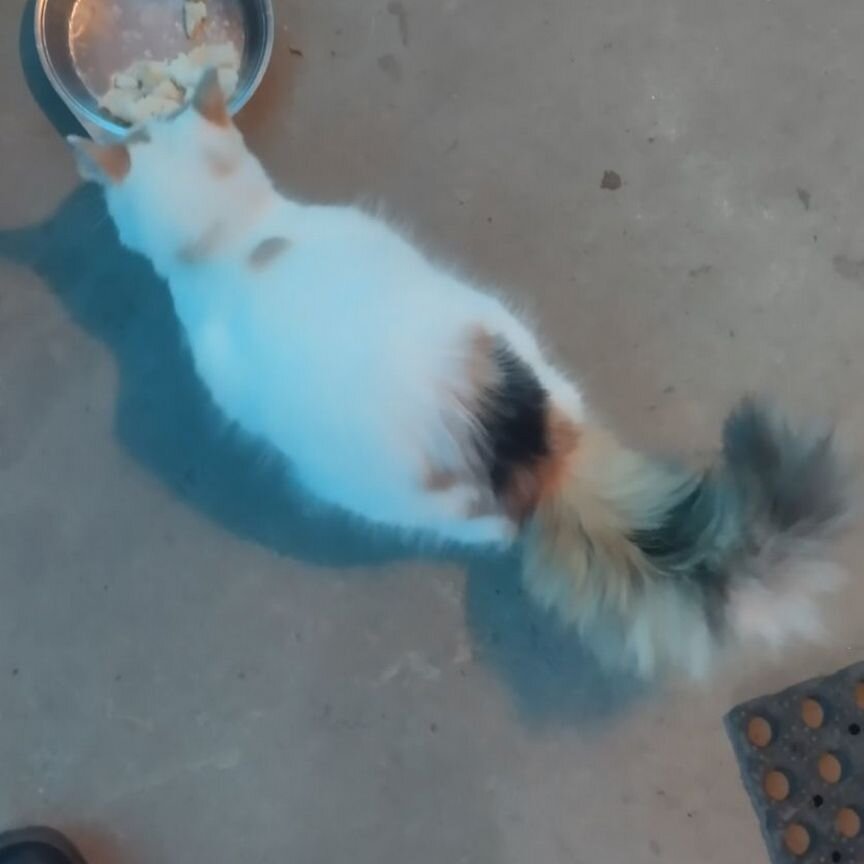 Кошка, на вид не больше года