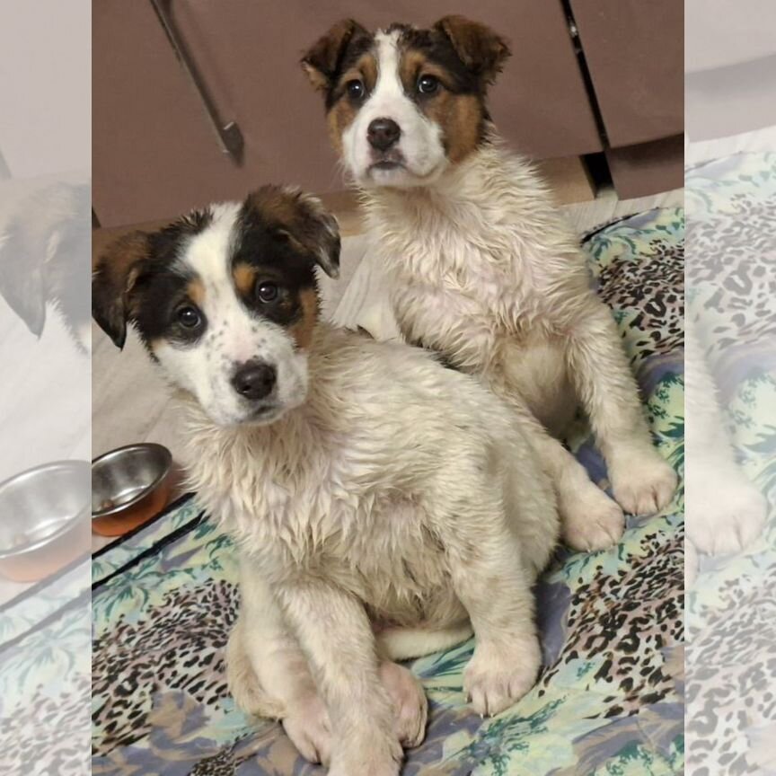 Щенок в добрые руки