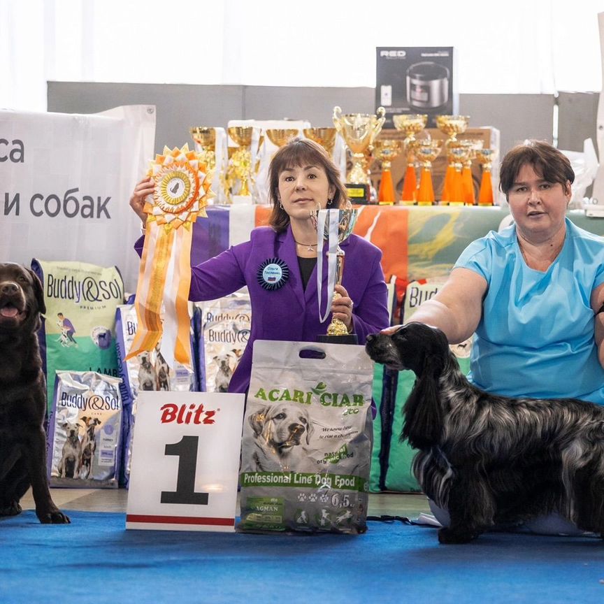 Вязка кобель Лабрадора
