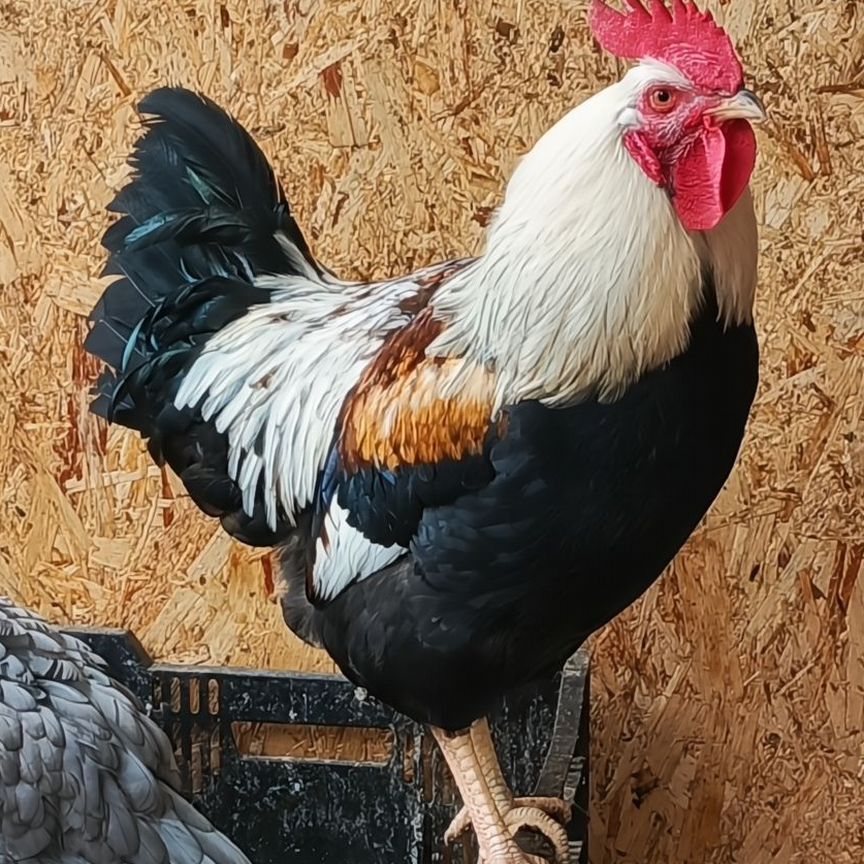 Петух загорский лососевый