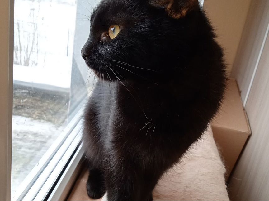 Молодая кошечка Василина ищет дом