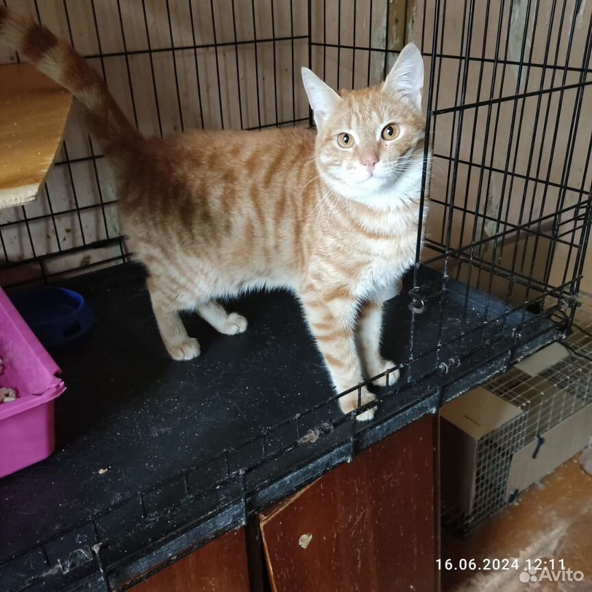 Котик в добрые руки
