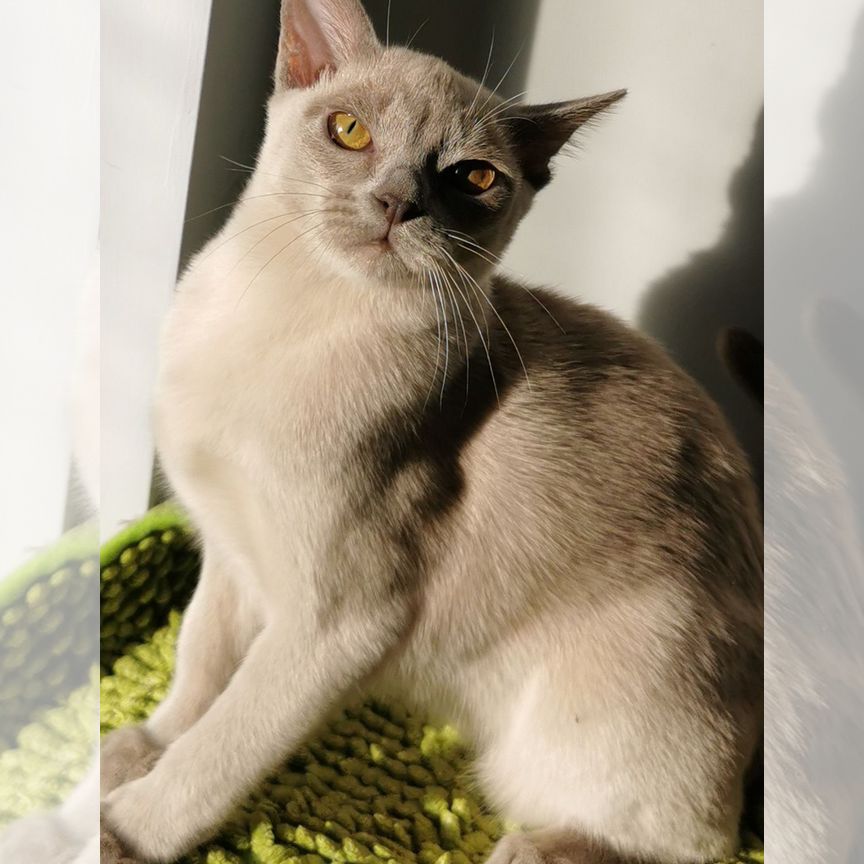 Котёнок от частного владельца