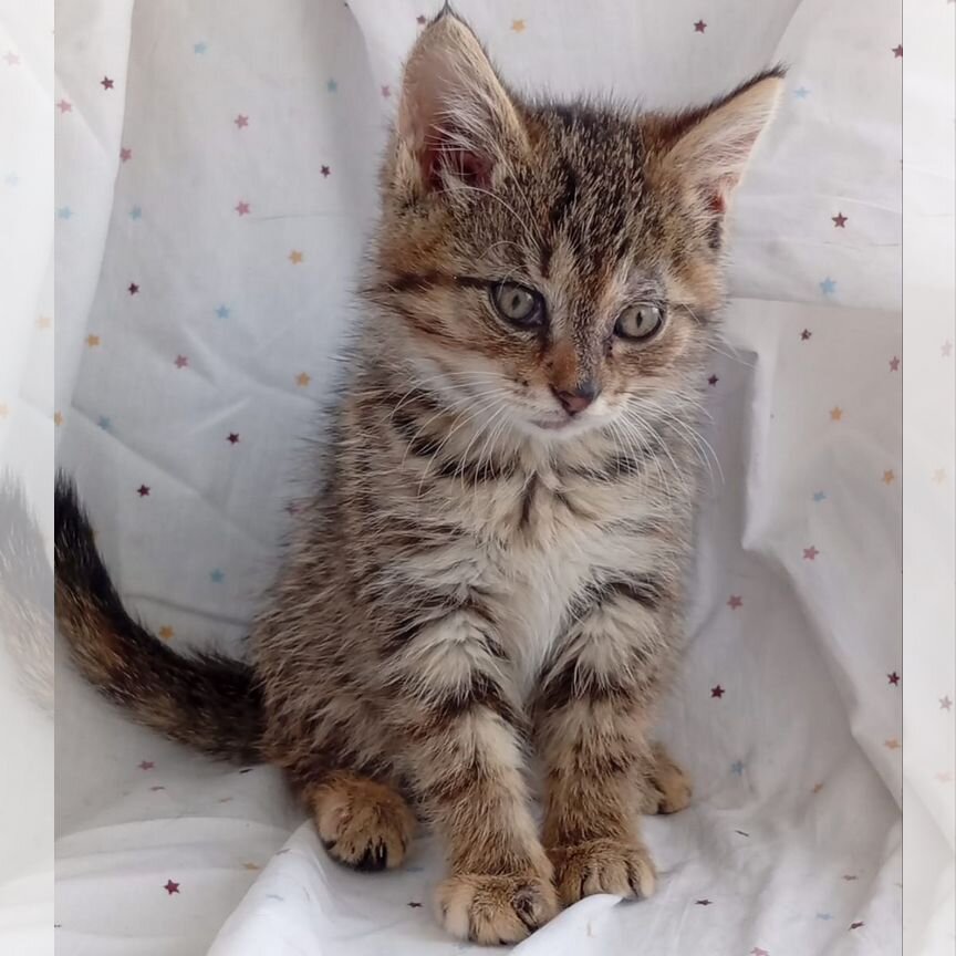 Котёнок в добрые руки