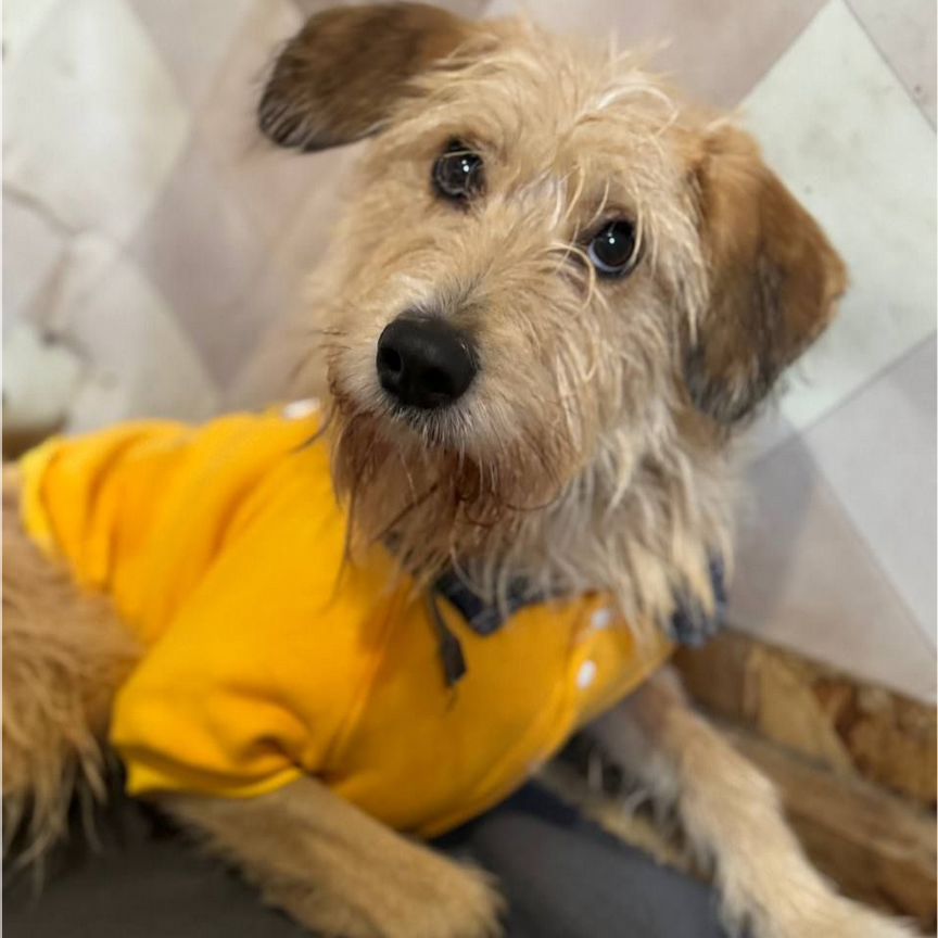 Взрослая собака в добрые руки