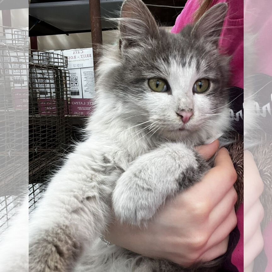 Взрослый кот в добрые руки