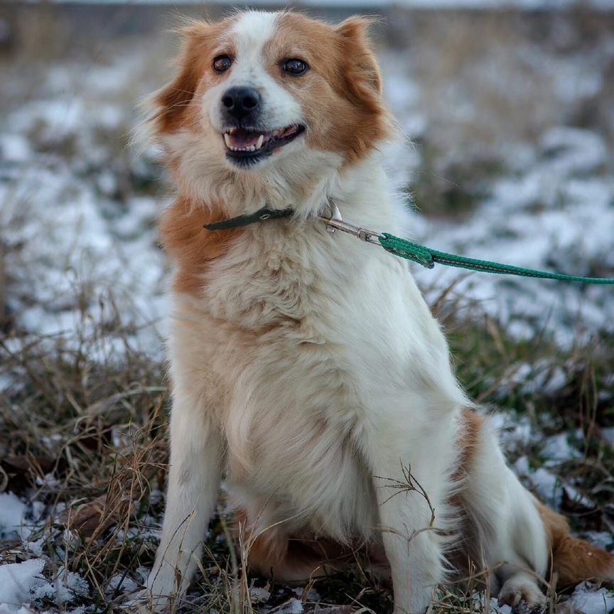Взрослая собака в добрые руки