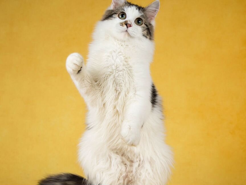 Ласкучий котеночек