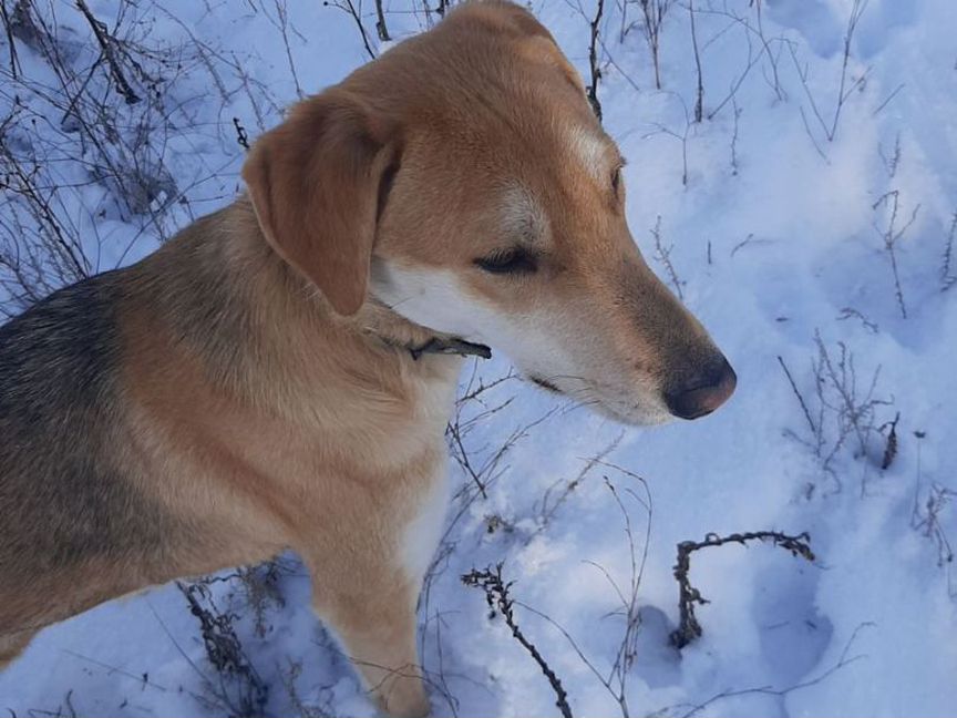 Русская борзая