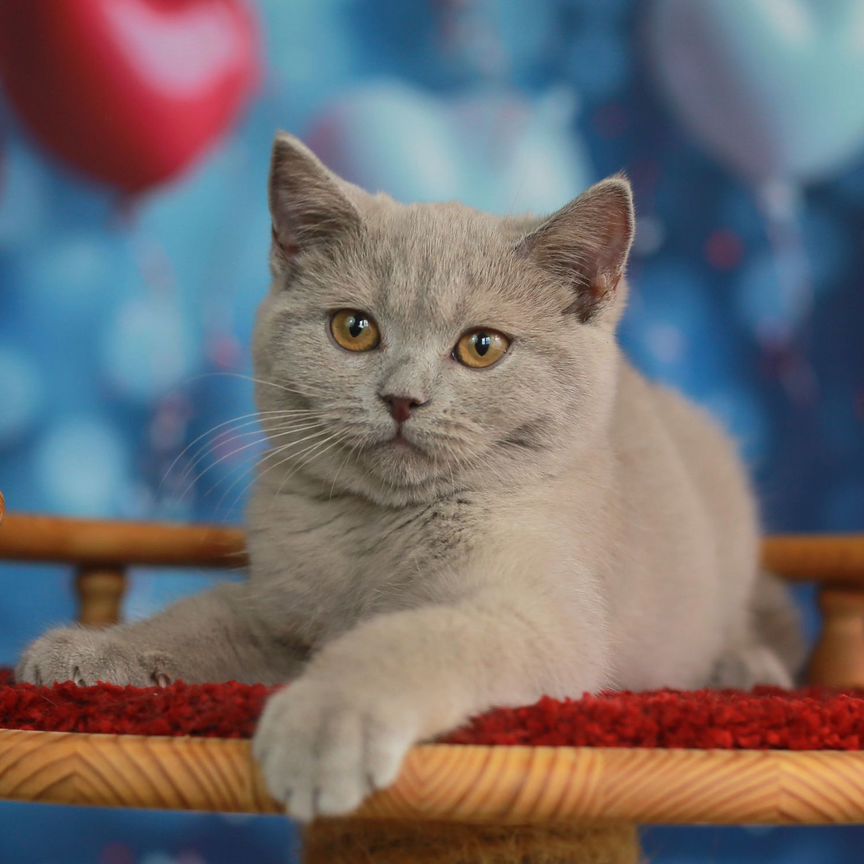 Лиловый британский котик