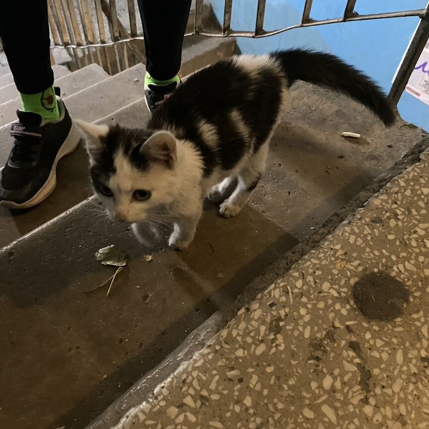 Котёнок в дар