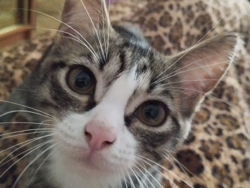 Кошка в дар бесплатно