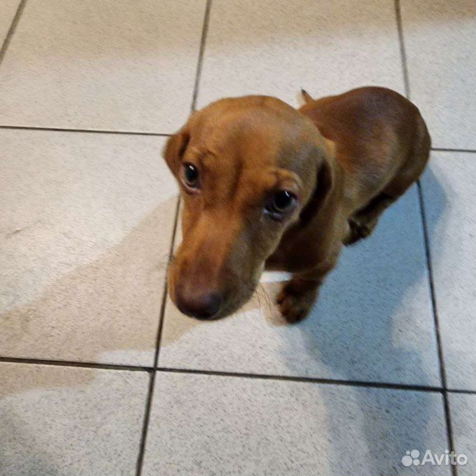 Щенки mini Таксы