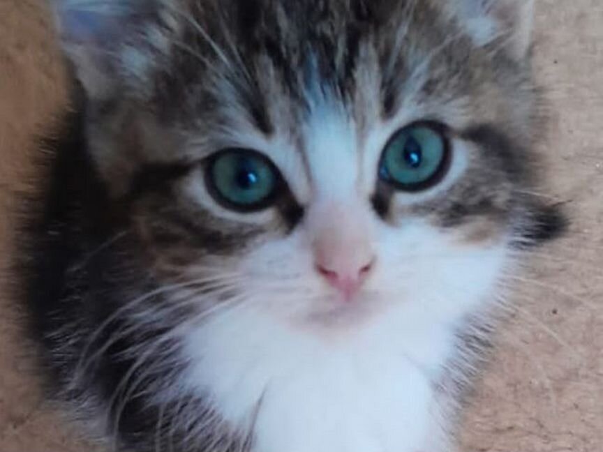 Котята 3 мес