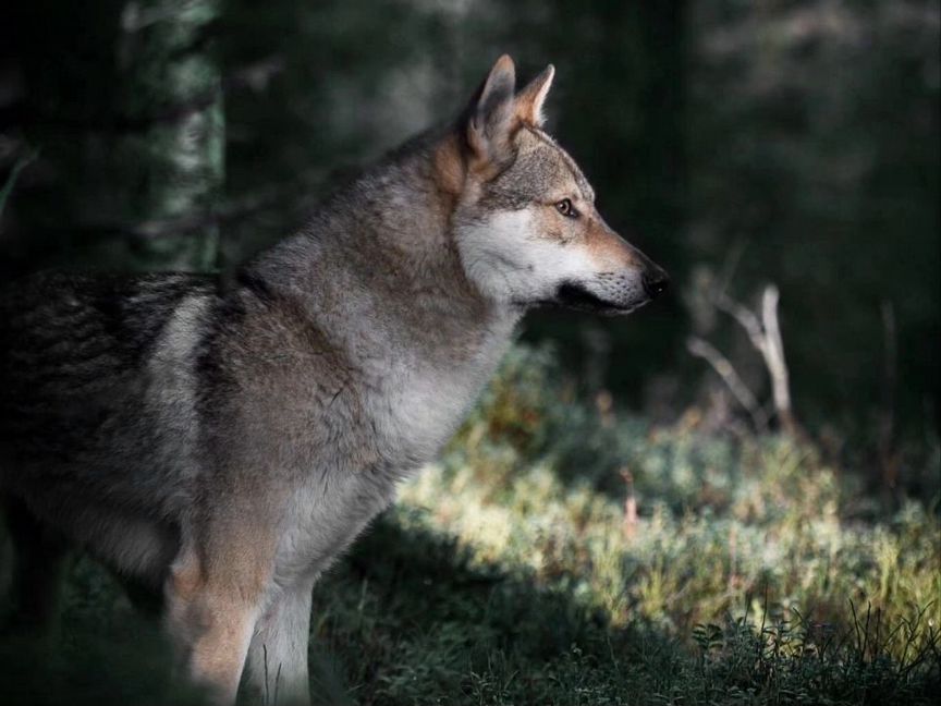 Чехословацкий влчак щенки и кобель для вязок
