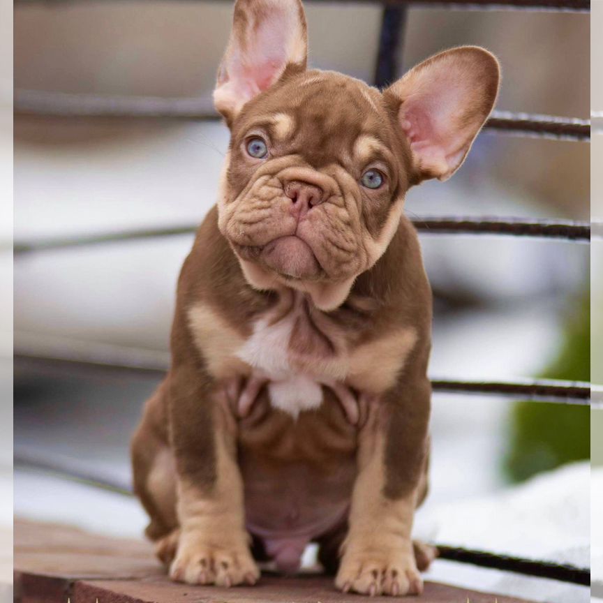 Французский бульдог, щенок