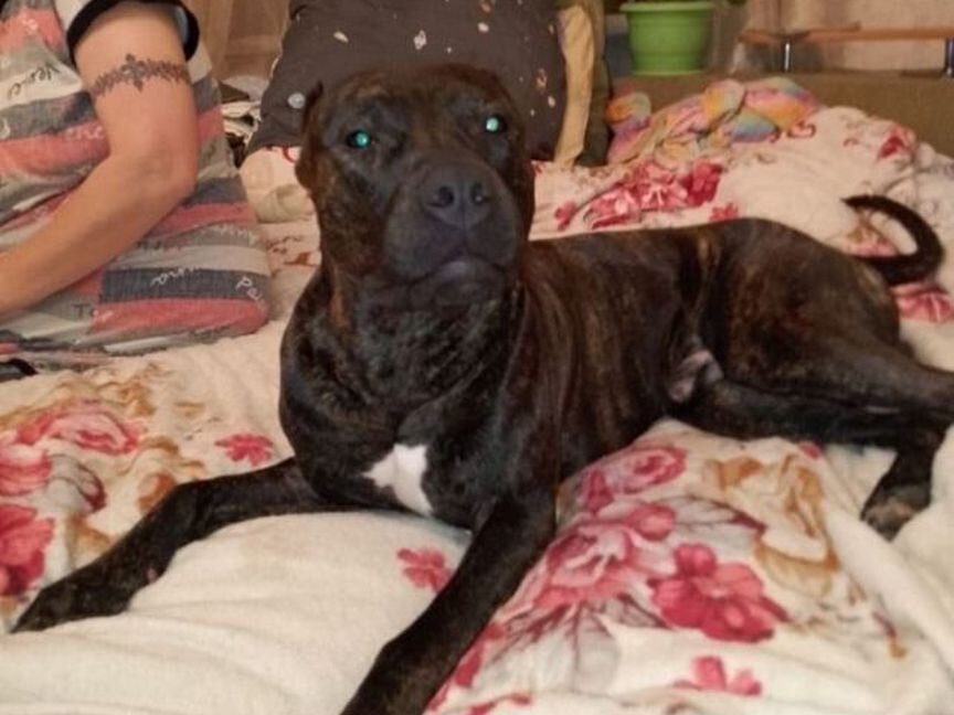 Стаффорд мальчик