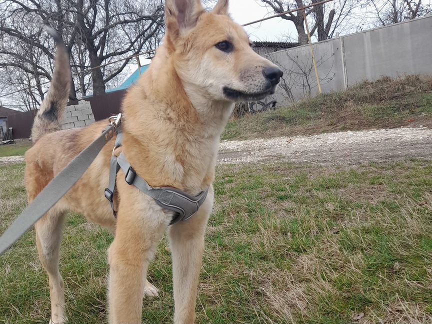 Собака в добрые руки