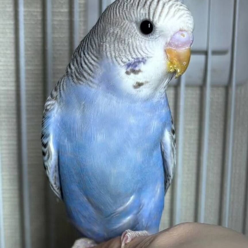 Волнистый попугай. Птенец. Мальчик