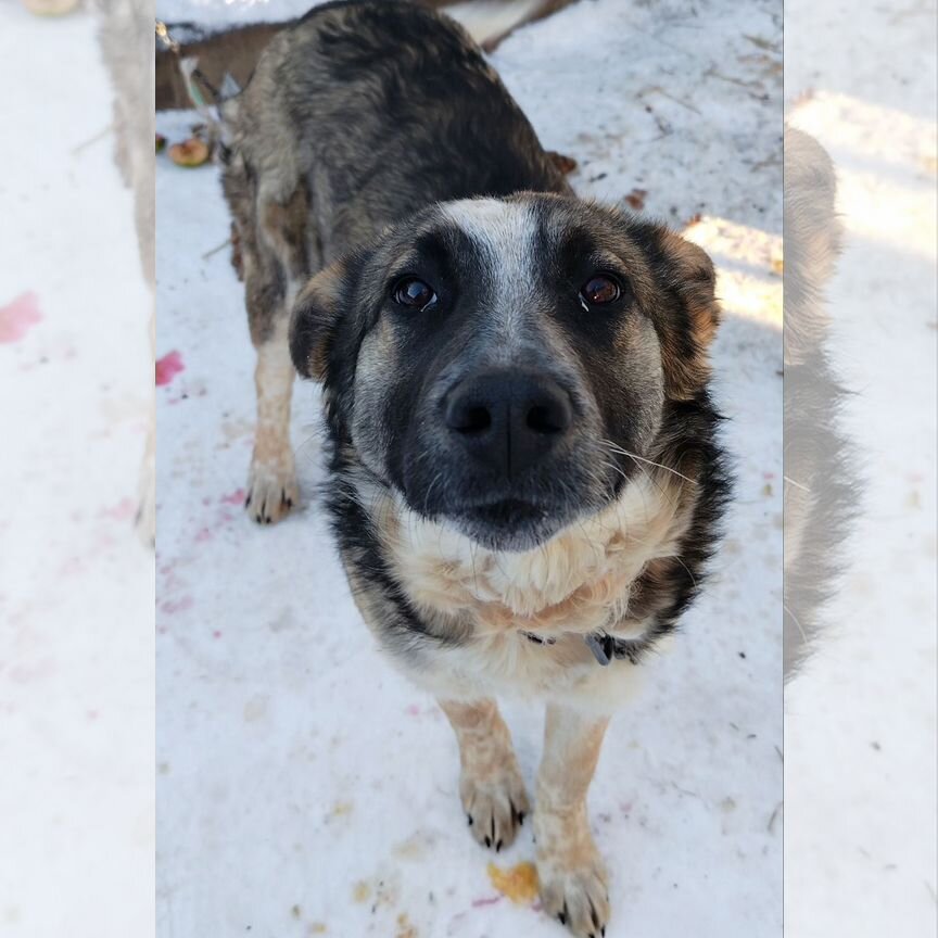 Отдам щенка подростка