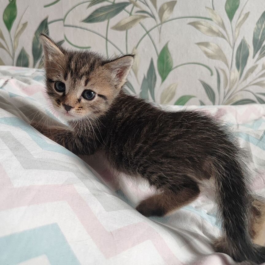 Котёнок в добрые руки