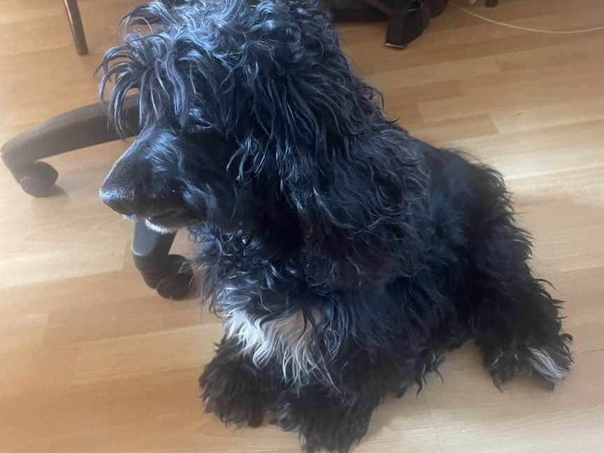 Коккер спаниель бесплатно