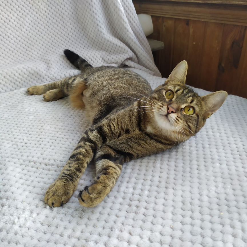 Красивая кошка в хорошие руки