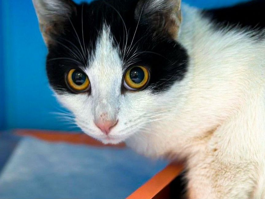 Котенок Сеня 6 мес