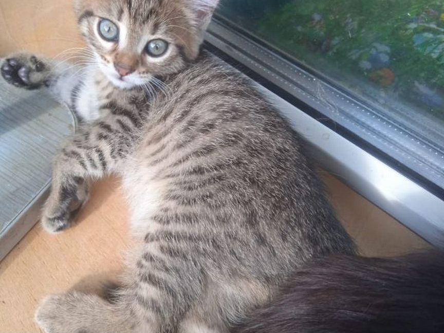 Котëнок в дар бесплатно