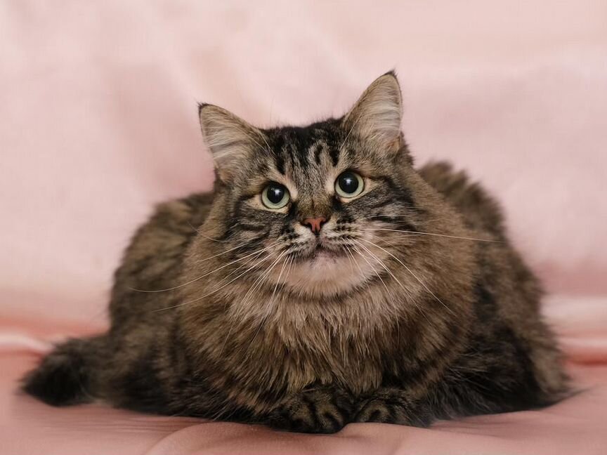 Кошечка ищет дом