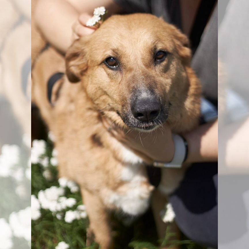 Ласковая Лея