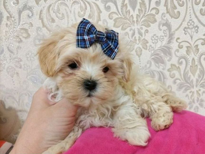 Щенки мальтипу