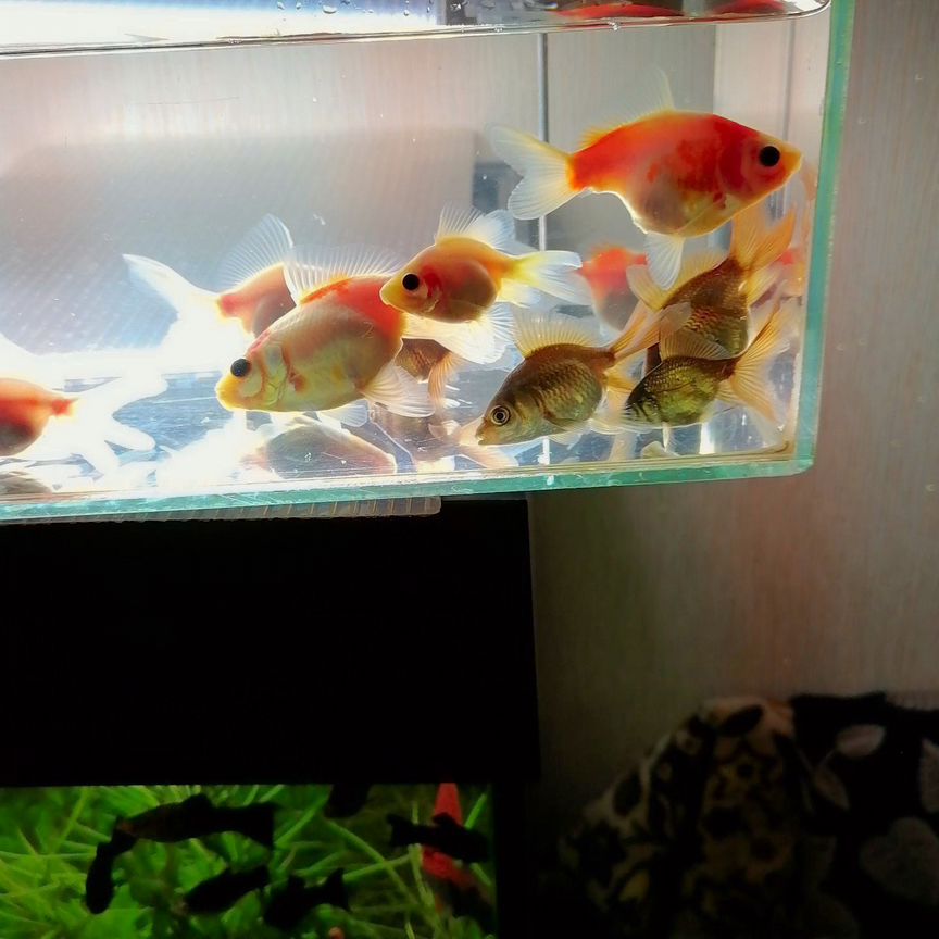 Золотые рыбки