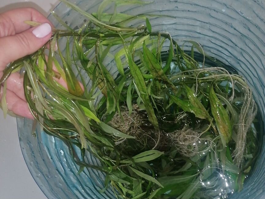 Лимонник узколистый