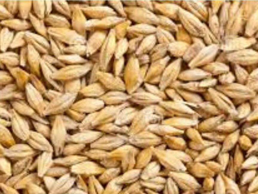 Ячмень Овёс Рожь