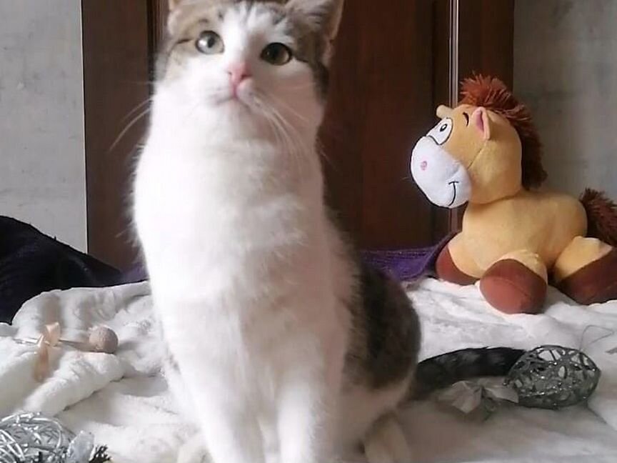 Кошка Зефирка в добрые руки