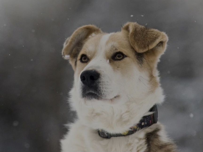 Бим ищет дом и любимую семью