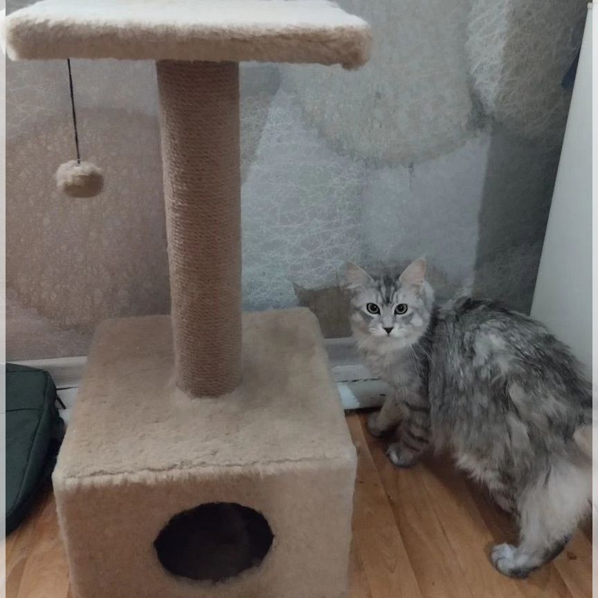 Мейн-кун, взрослый кот