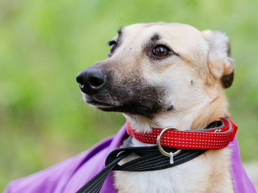 Собака в добрые руки ищет дом