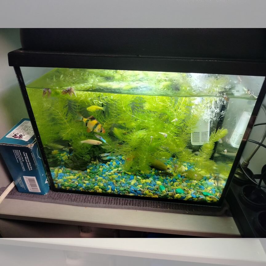 Аквариум с рыбками