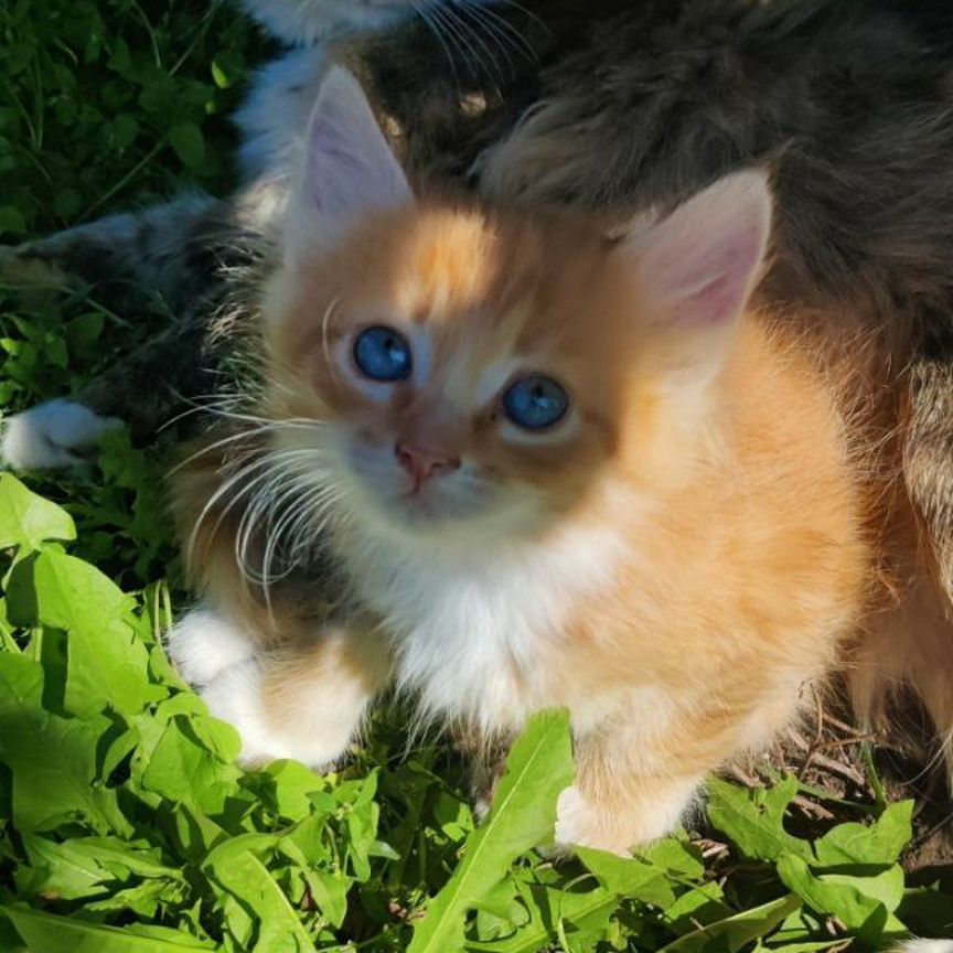 Котята ищут дом