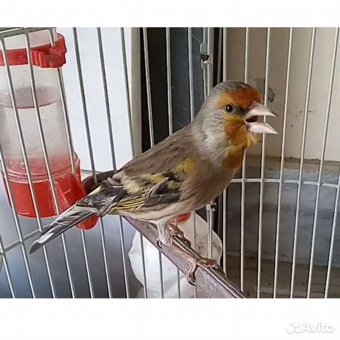 Щегол гибрид