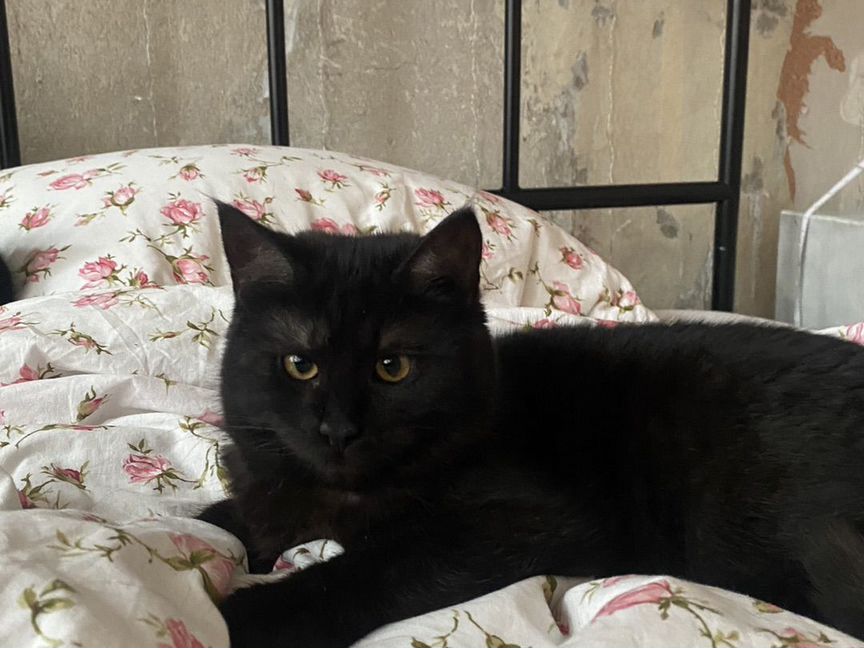 Котенок в добрые руки