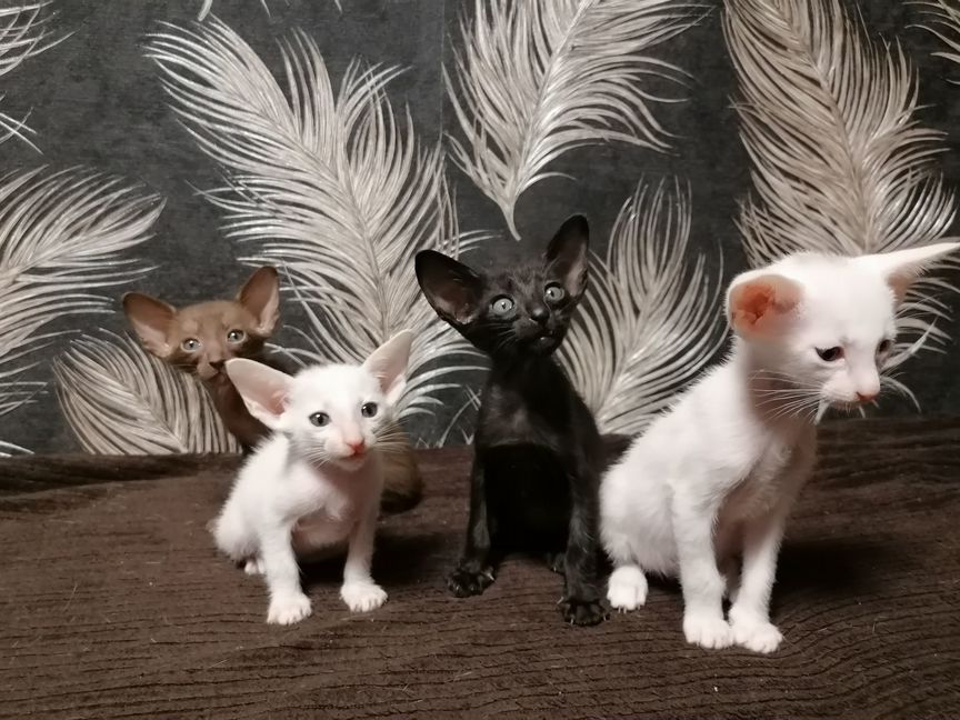 Ориентальные котята