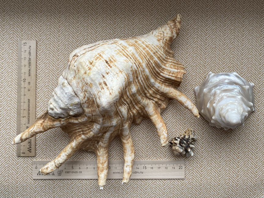 Большая морская раковина