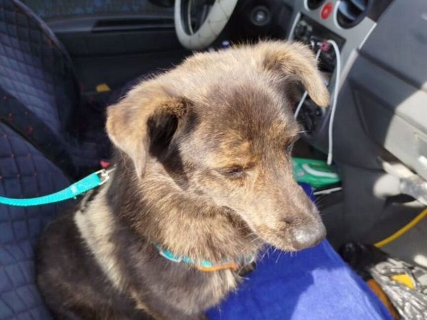 Собака в добрые руки