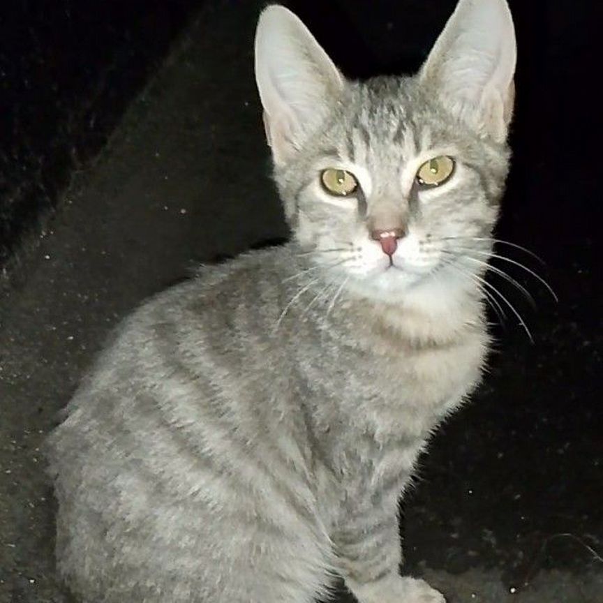 Котята живут на улице